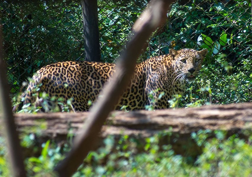 Bondla Wildlife Sanctuary Tour | Goa Villa Rentals