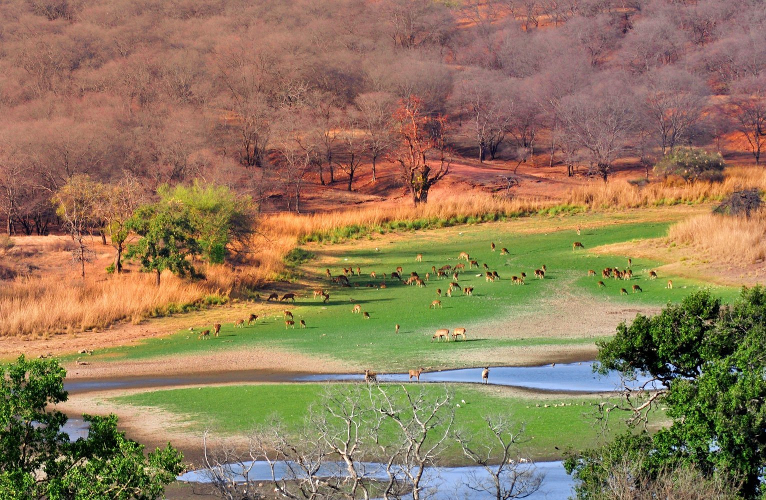 Ranthambore National Park Package | The Indian Voyage