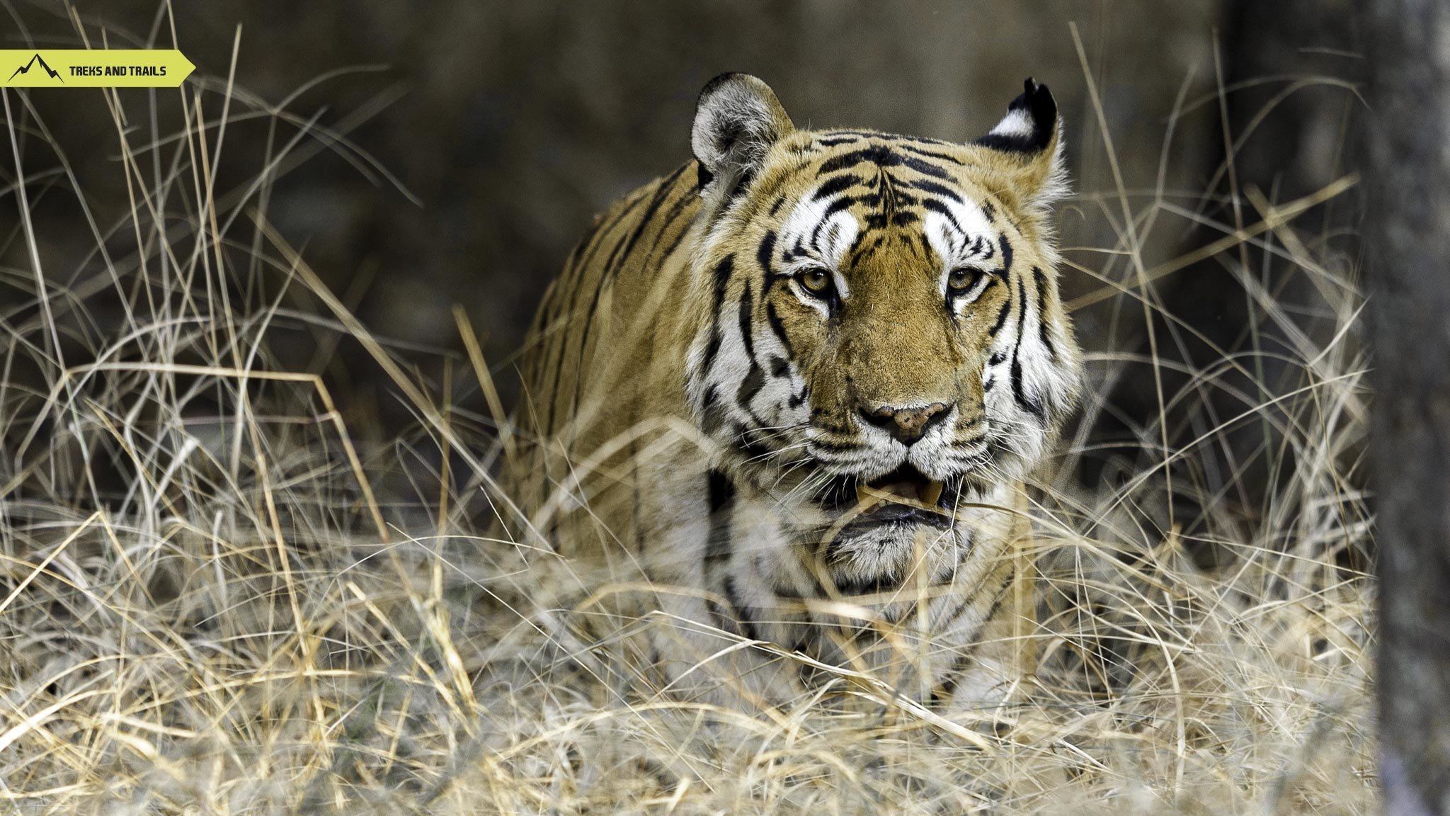 Pench National Park | Treks and Trails India